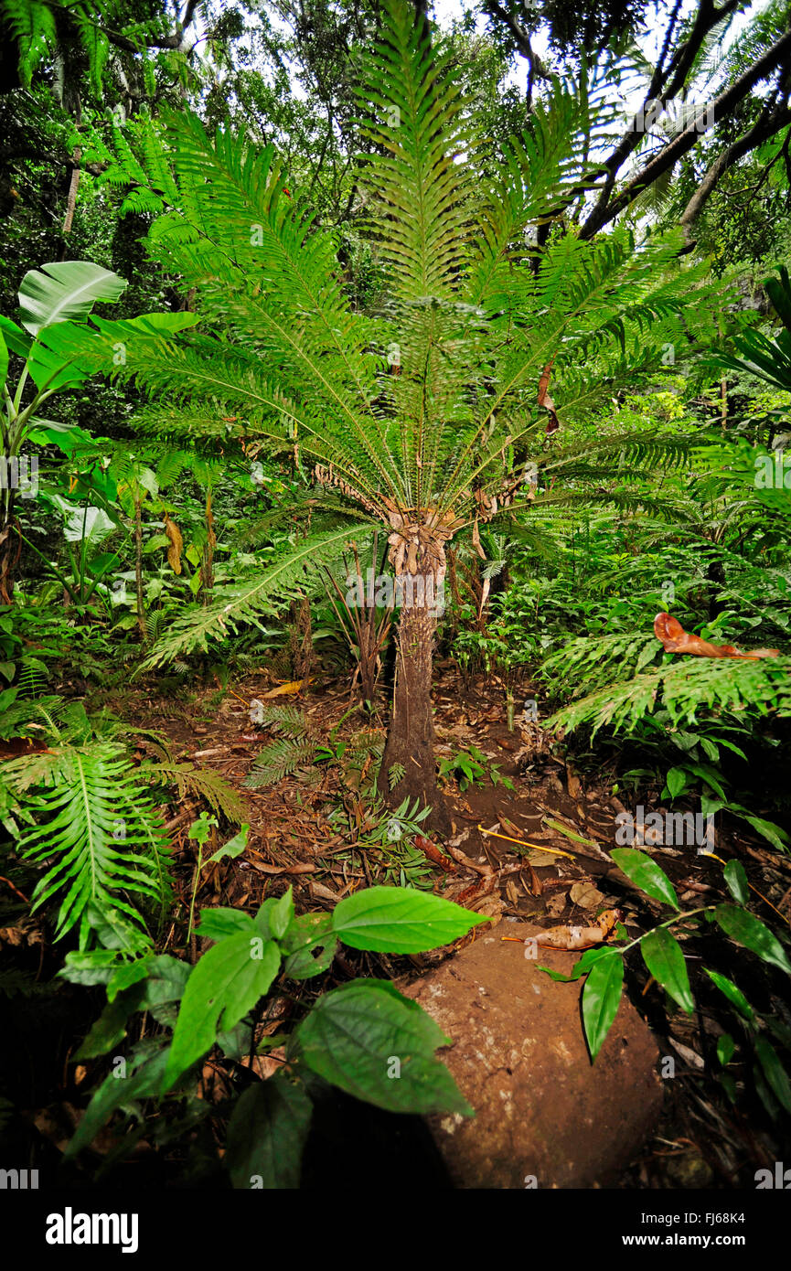 Vegetation in the new caledonian rain forest hi-res stock photography ...
