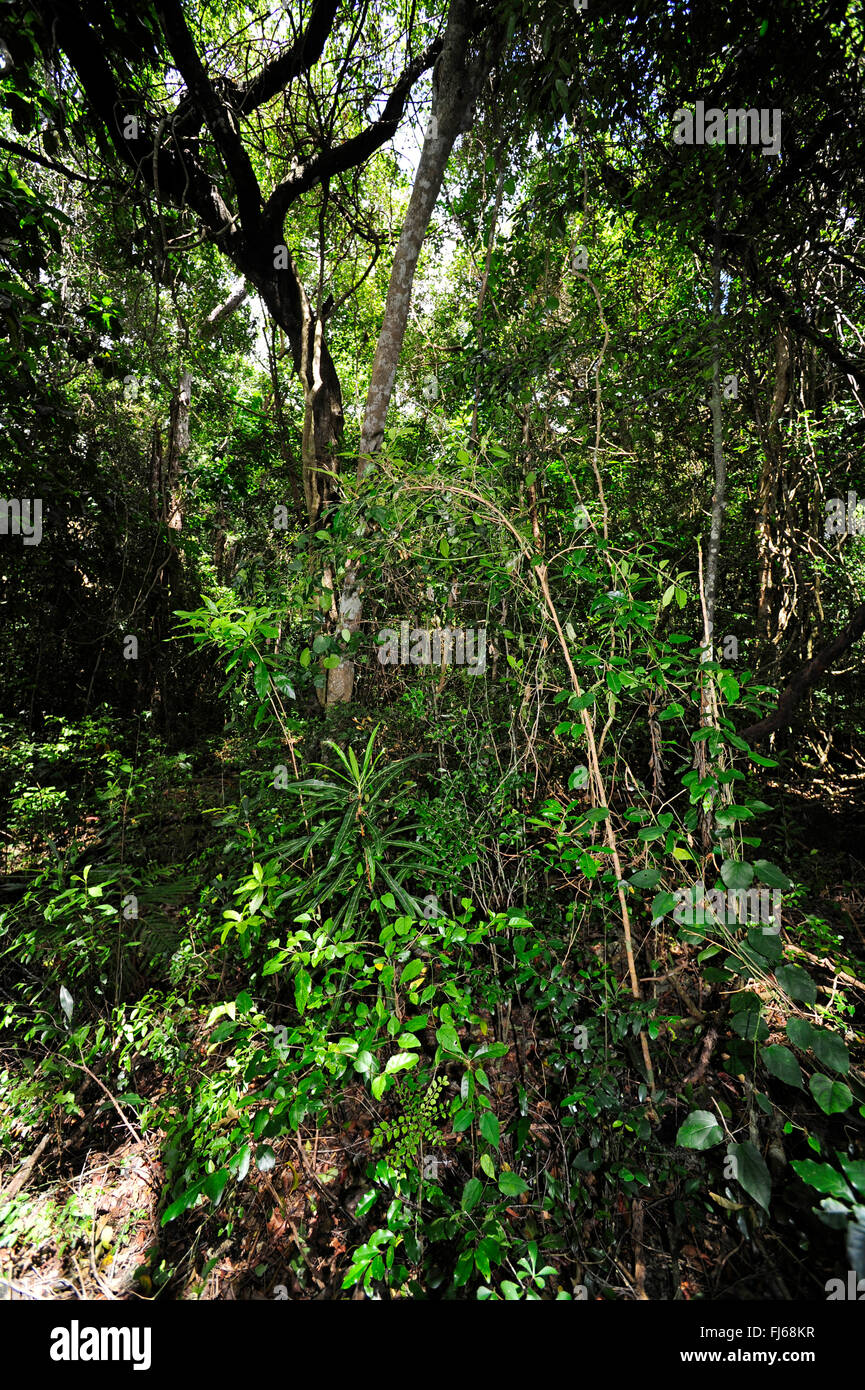 Vegetation in the new caledonian rain forest hi-res stock photography ...