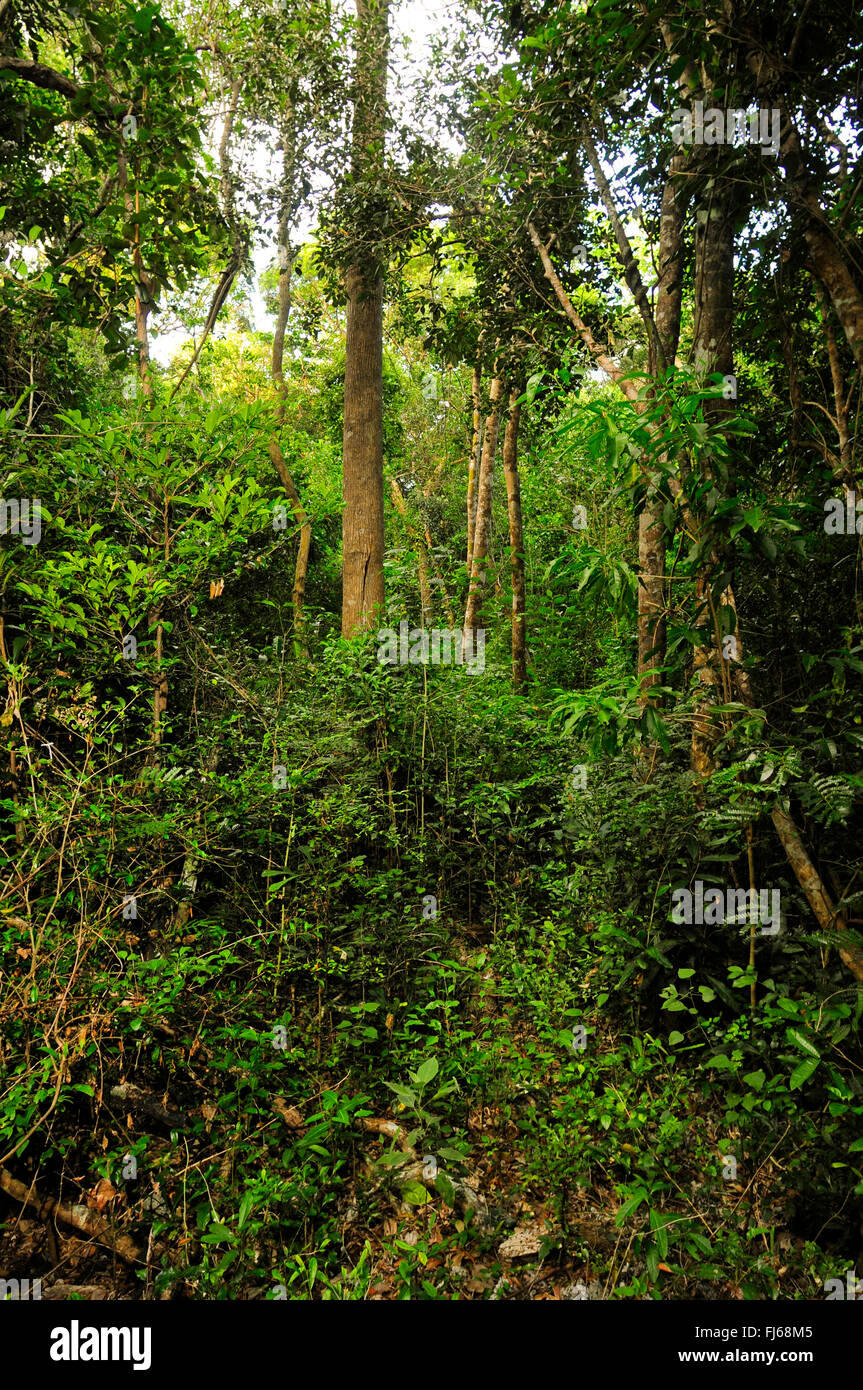 Primeval rainforest hi-res stock photography and images - Alamy