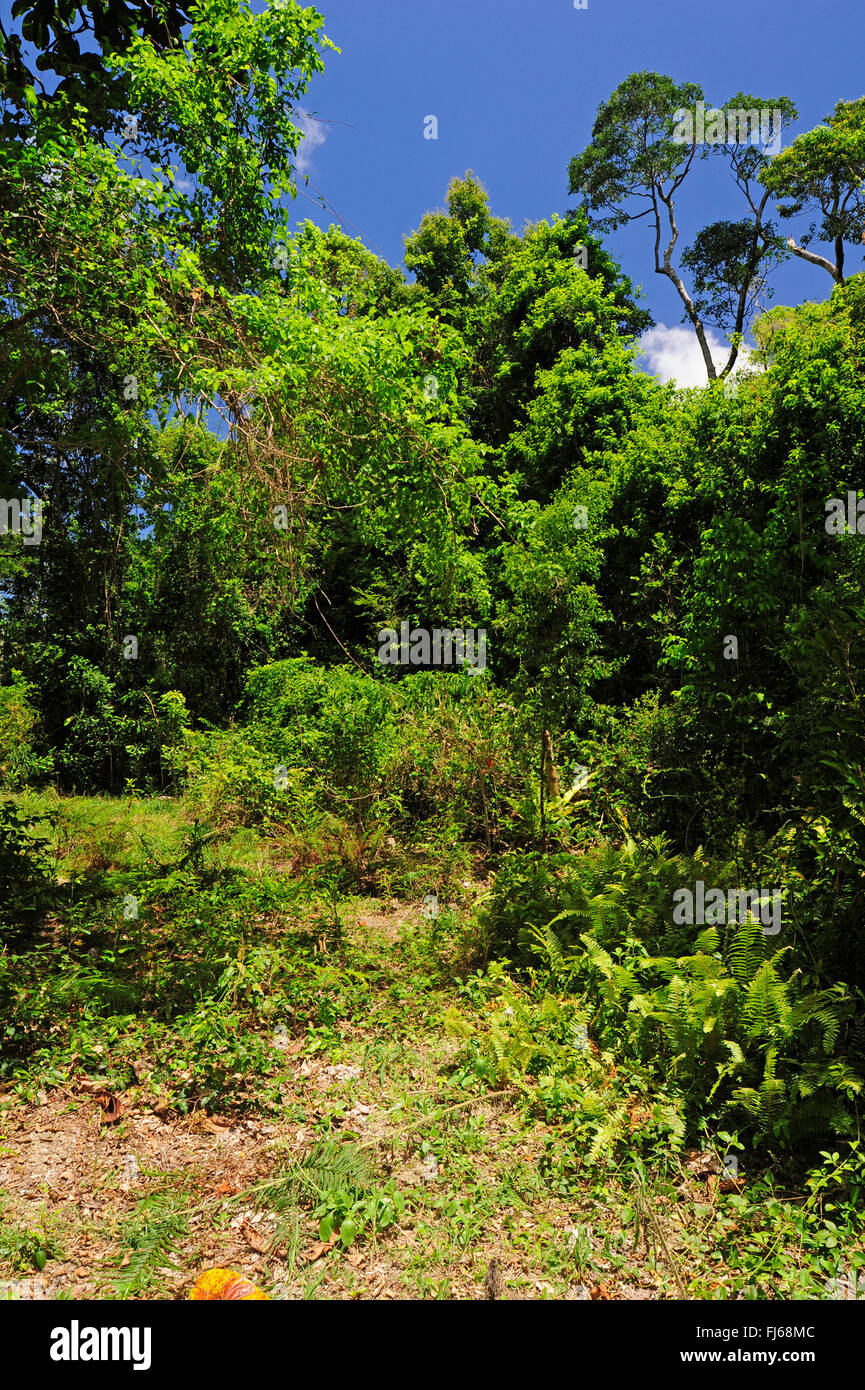 Clearing in the tropical rainforest hi-res stock photography and images ...
