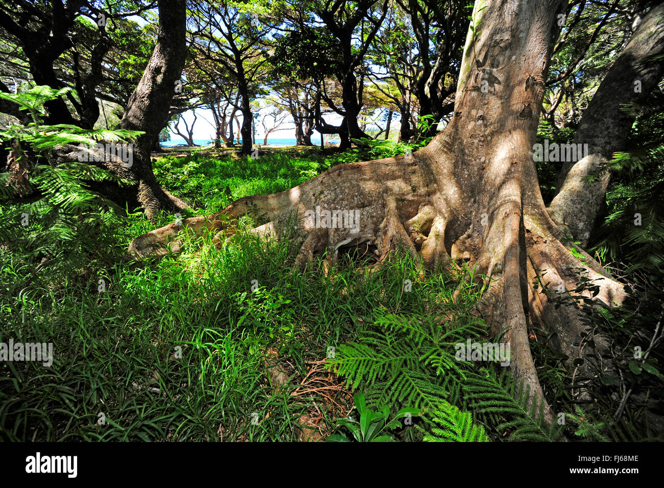 tree with buttress roots in a forest, New Caledonia, Ile des Pins Stock ...