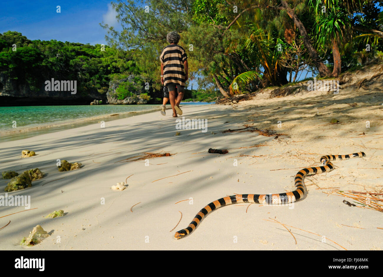 Banded yellow-lipped sea krait, Banded yellow-lipped sea snake, Banded ...