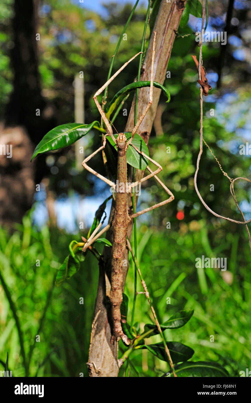 walking stick (Phasmatidae, Phasmida), at a branch, view from above ...