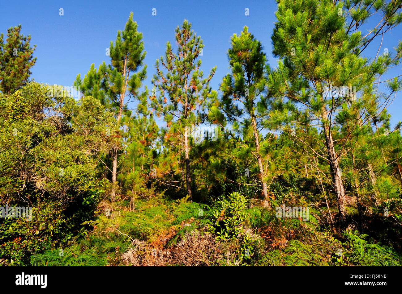 New caledonia pine hi-res stock photography and images - Alamy