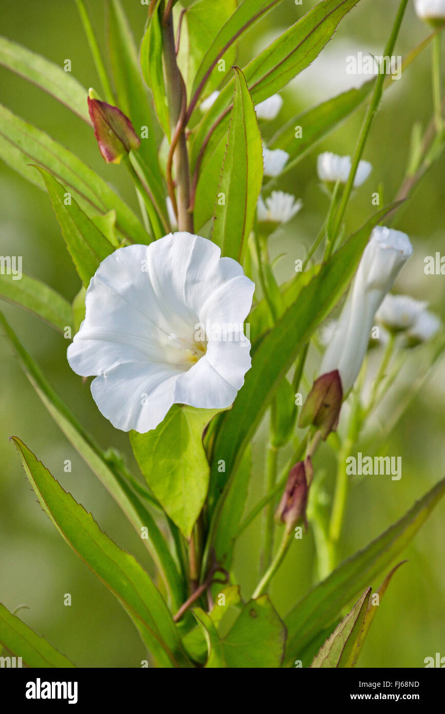 Bellbine, Hedge bindweed, Hedge false bindweed, Lady's-nightcap ...