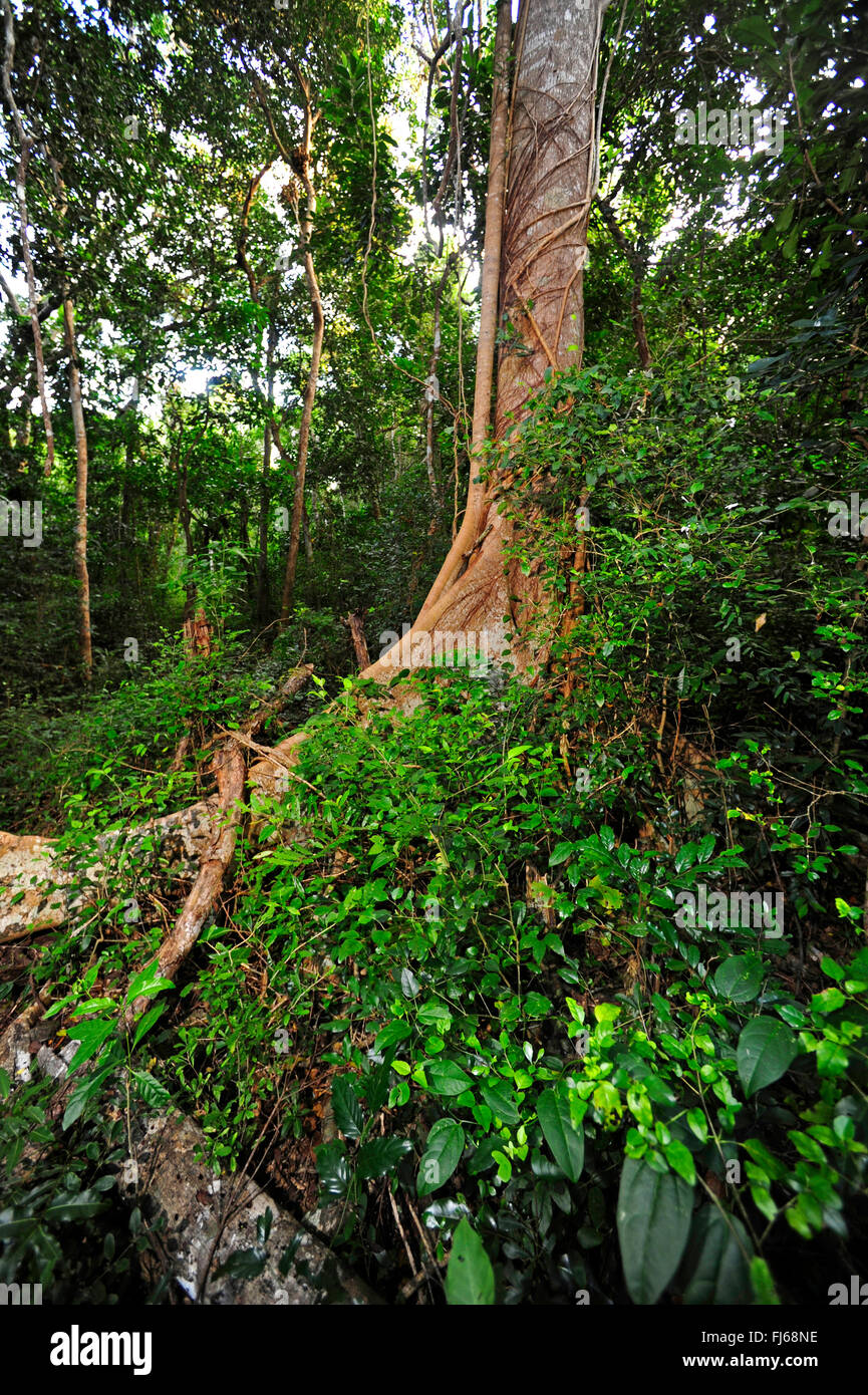 rainforest of New Caledonia, New Caledonia, Ile des Pins Stock Photo ...