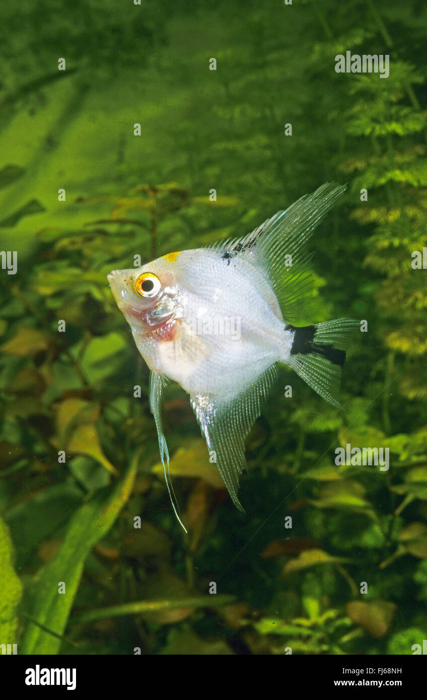 Freshwater angelfish, Longfin angel fish, Black angelfish, Scalare ...