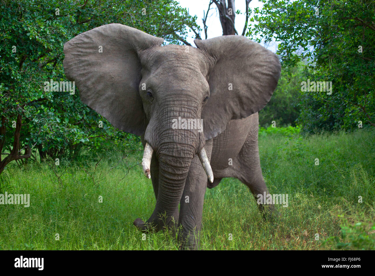 African elephant (Loxodonta africana), cow elephant in threatening ...