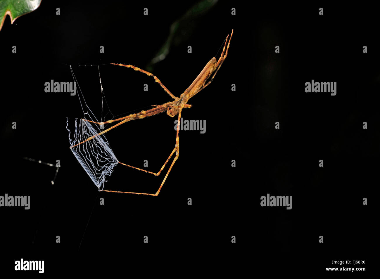 ogre-faced spiders (Deinopidae, Dinopidae), ogre-faced spider in New ...