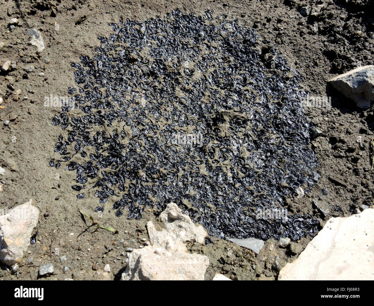 natterjack toad, natterjack, British toad (Bufo calamita), dead ...