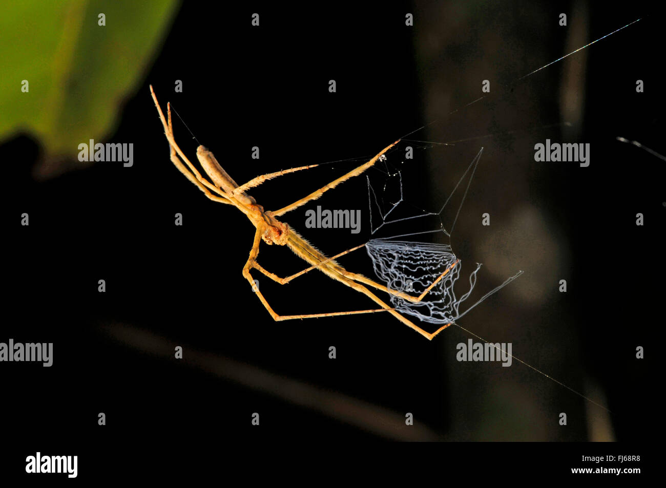 Ogre faced spiders deinopidae hi-res stock photography and images - Alamy