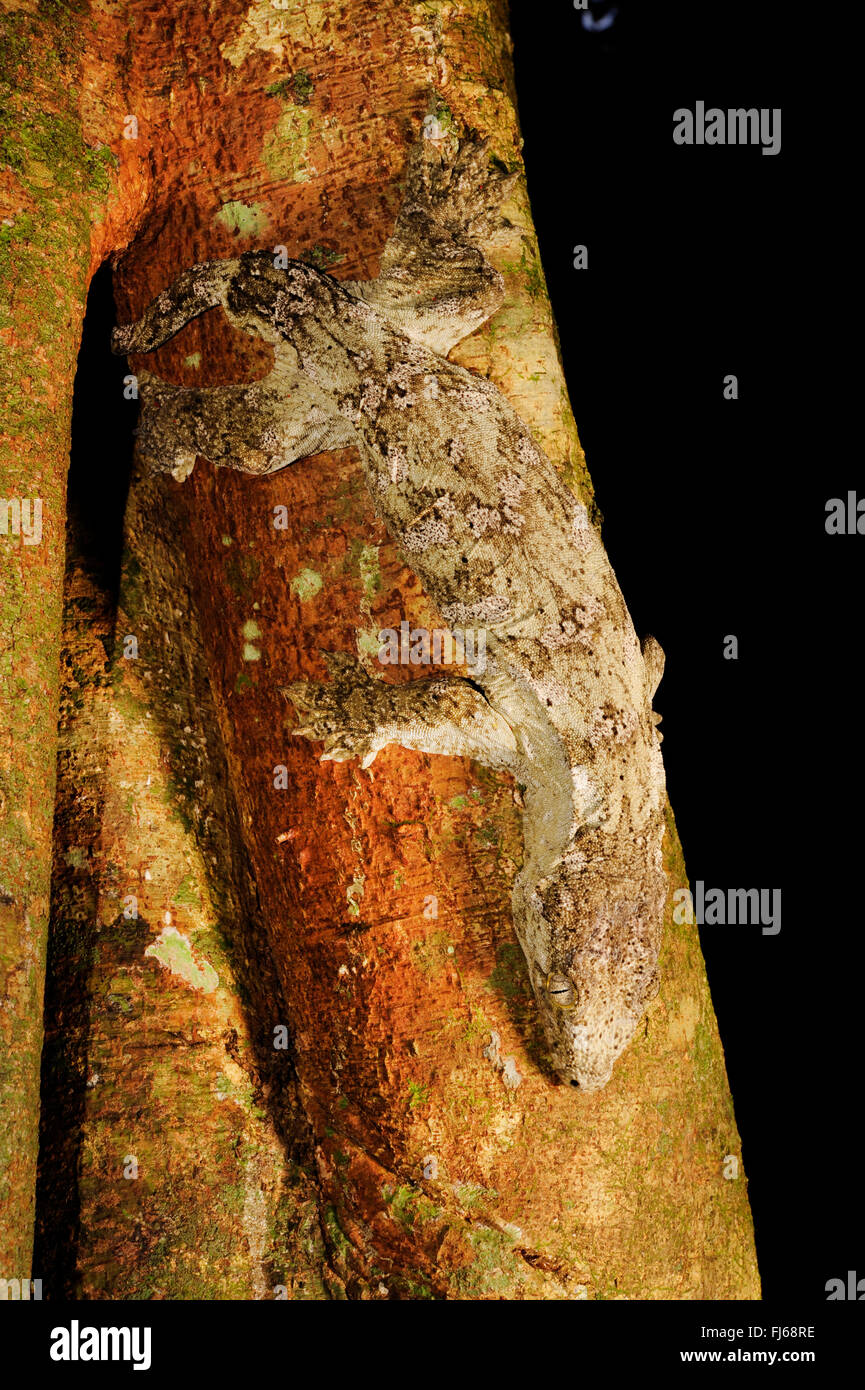 New Caledonian giant gecko, Leach's giant gecko, New Caledonia Giant ...