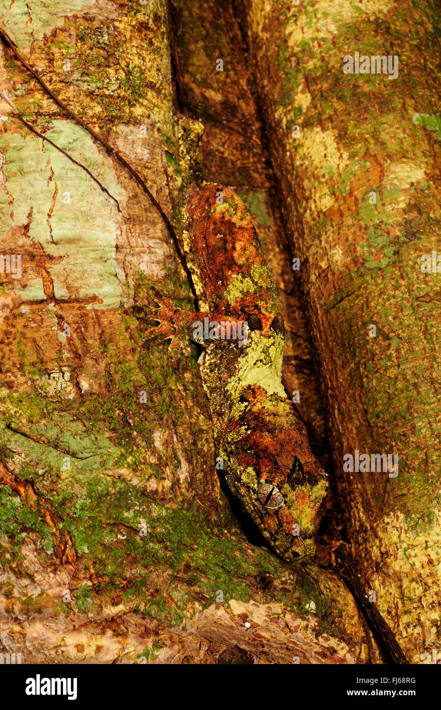 Bavay's Giant Gecko, mossy New Caledonian gecko, Short-snouted New ...