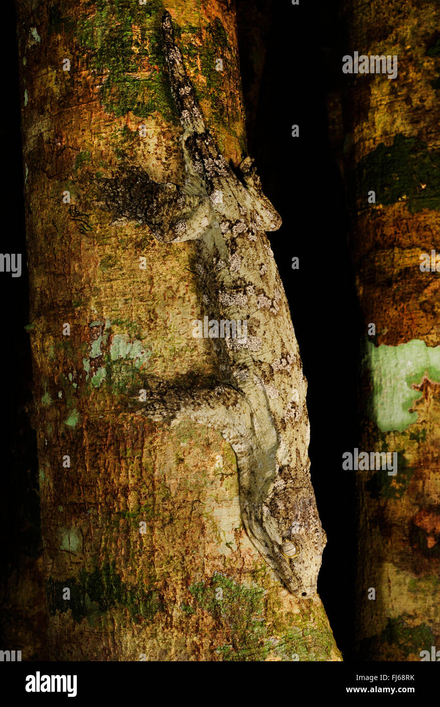 New Caledonian giant gecko, Leach's giant gecko, New Caledonia Giant ...