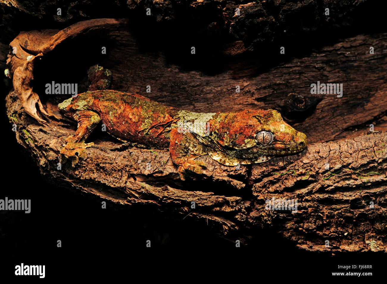 Bavay's Giant Gecko, mossy New Caledonian gecko, Short-snouted New ...