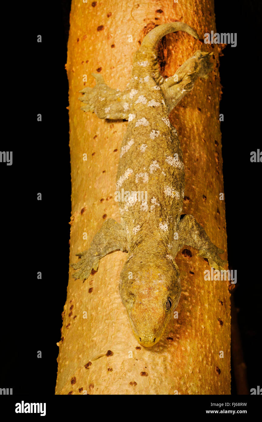 Leachs giant gecko hi-res stock photography and images - Alamy