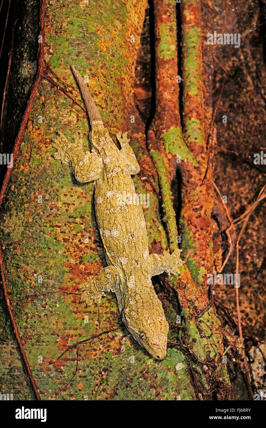 New Caledonian giant gecko, Leach's giant gecko, New Caledonia Giant ...