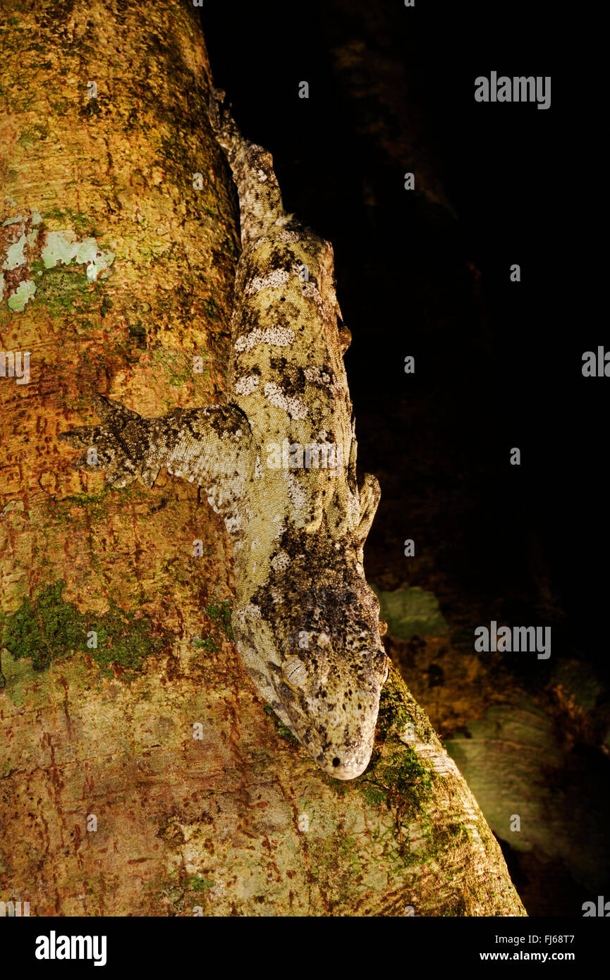 New Caledonian giant gecko, Leach's giant gecko, New Caledonia Giant ...