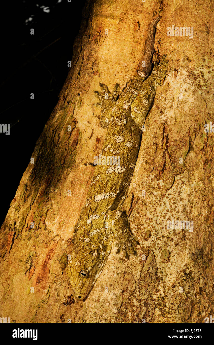 New Caledonian giant gecko, Leach's giant gecko, New Caledonia Giant ...