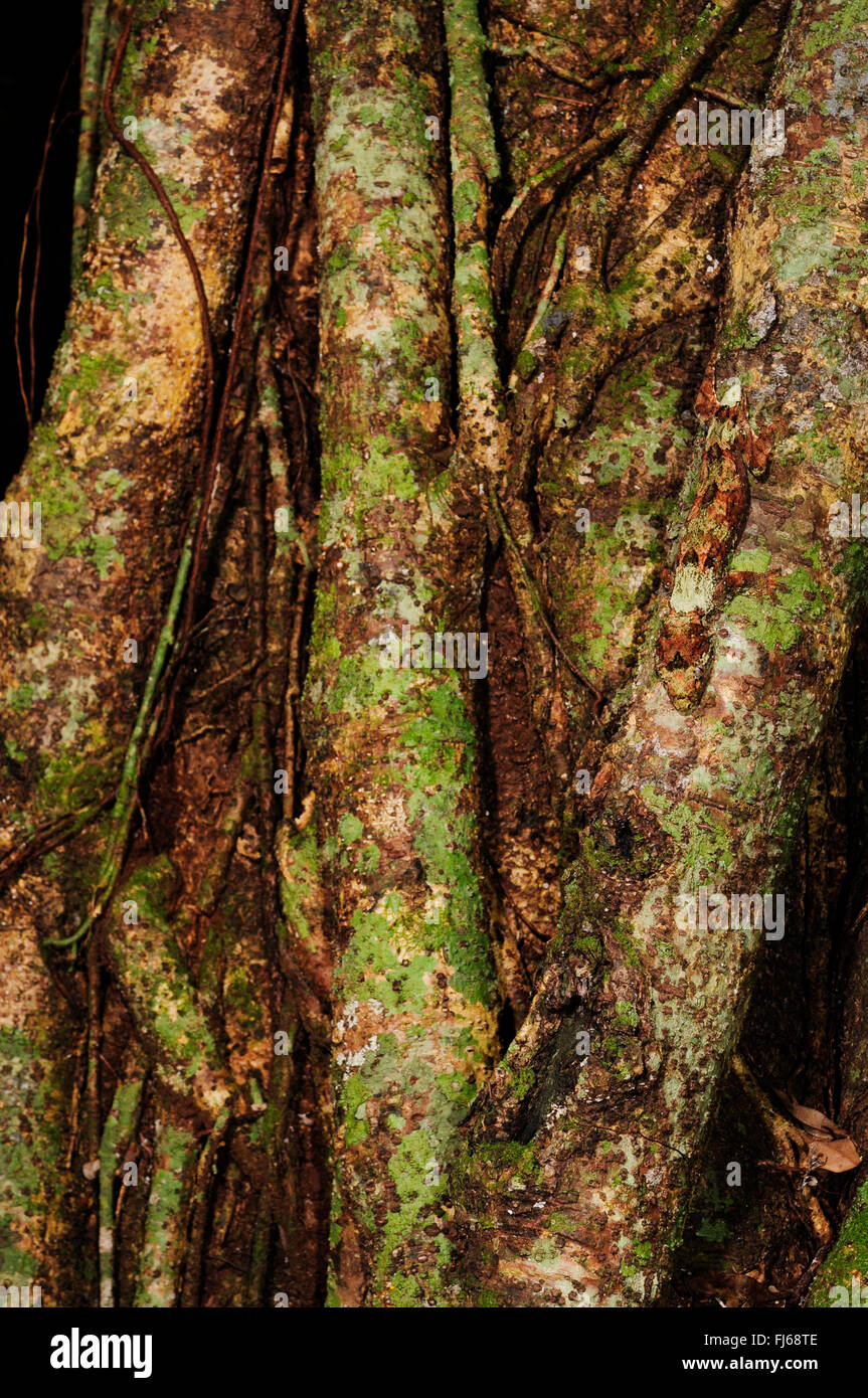 Bavay's Giant Gecko, mossy New Caledonian gecko, Short-snouted New ...