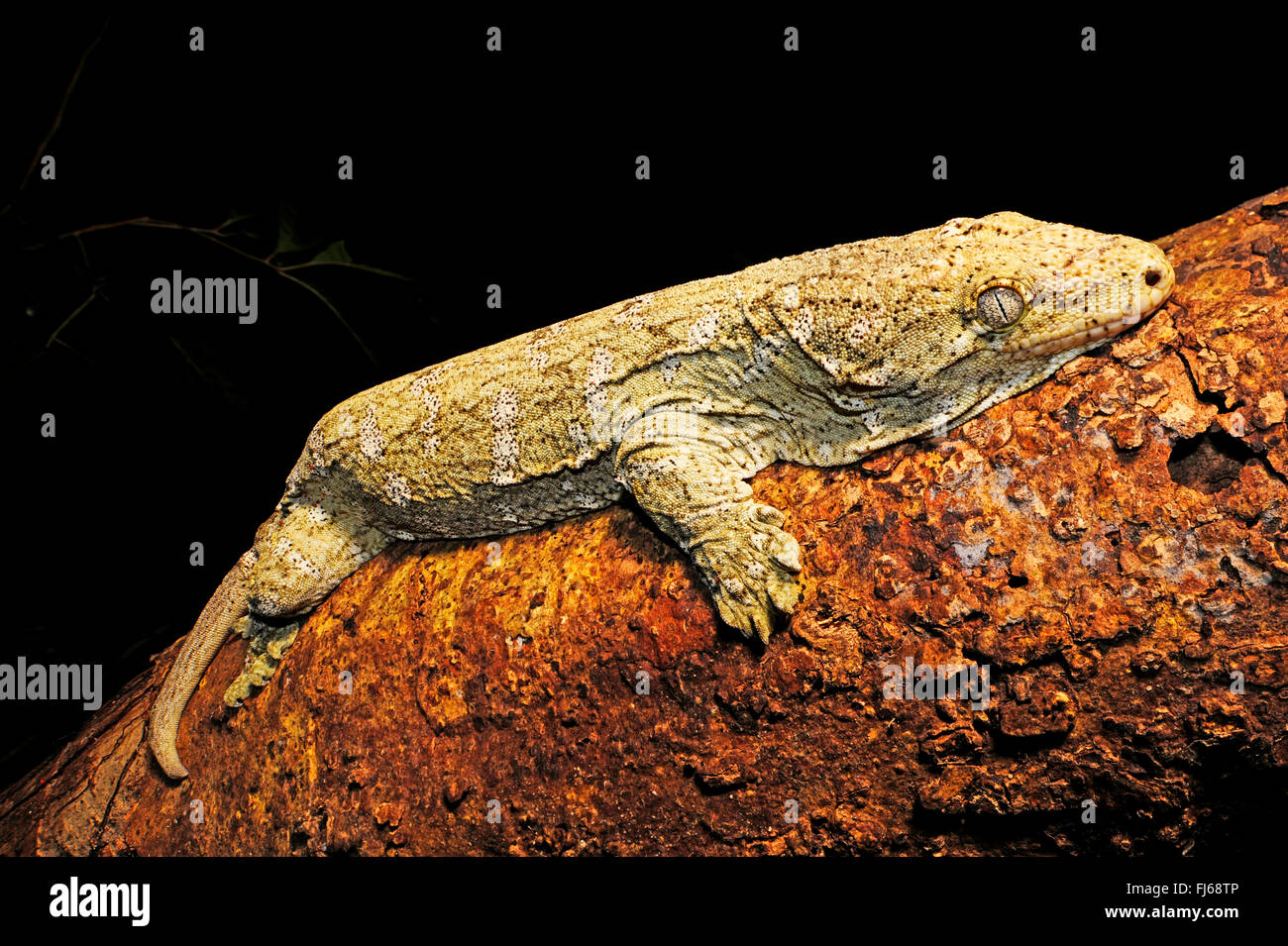 R Leachianus Henkeli