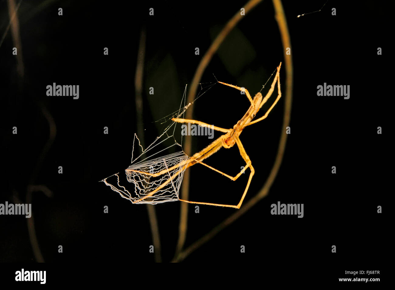 Ogre faced spiders deinopidae hi-res stock photography and images - Alamy