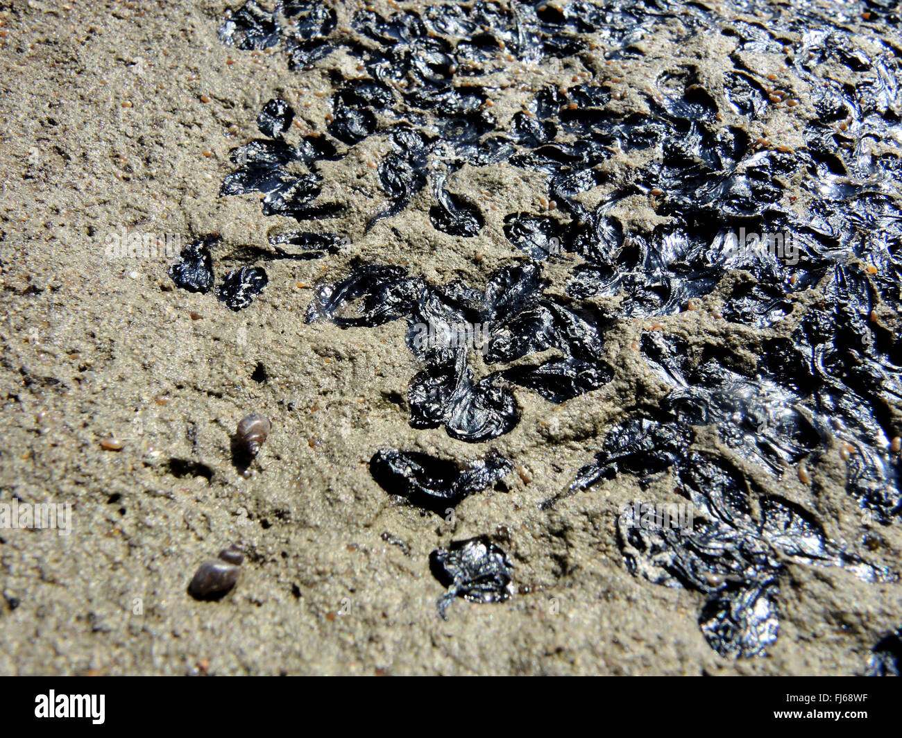 natterjack toad, natterjack, British toad (Bufo calamita), dead ...