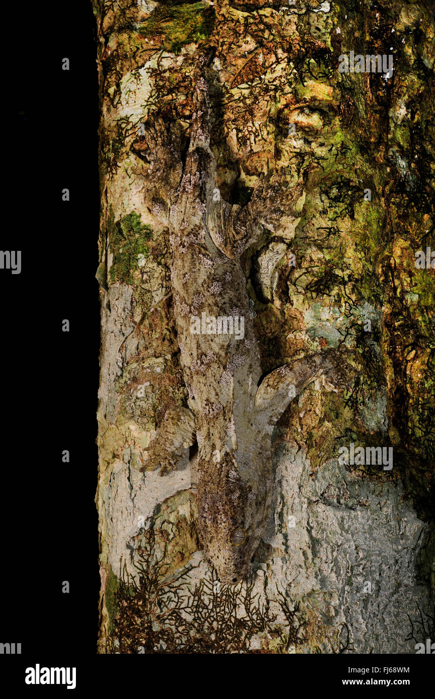New Caledonian giant gecko, Leach's giant gecko, New Caledonia Giant ...
