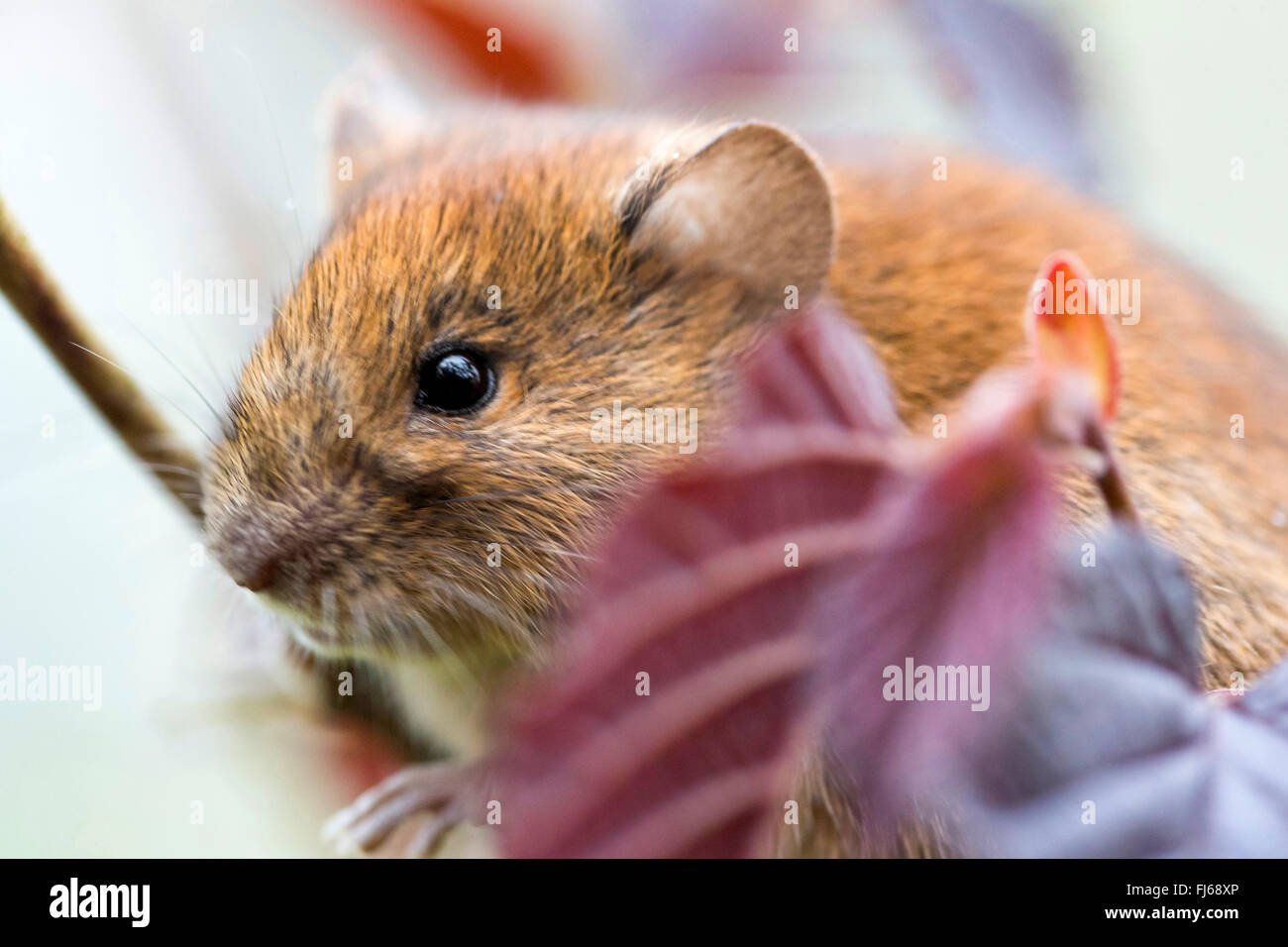 bank vole (Clethrionomys glareolus, Myodes glareolus), portrait ...