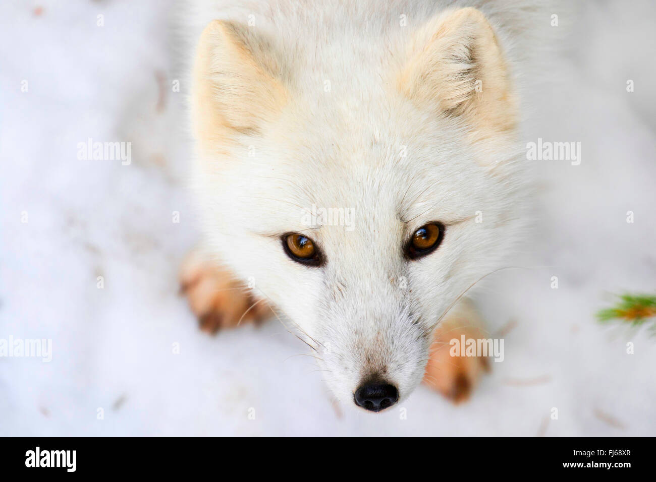 Arctic fox head in snow hi-res stock photography and images - Alamy