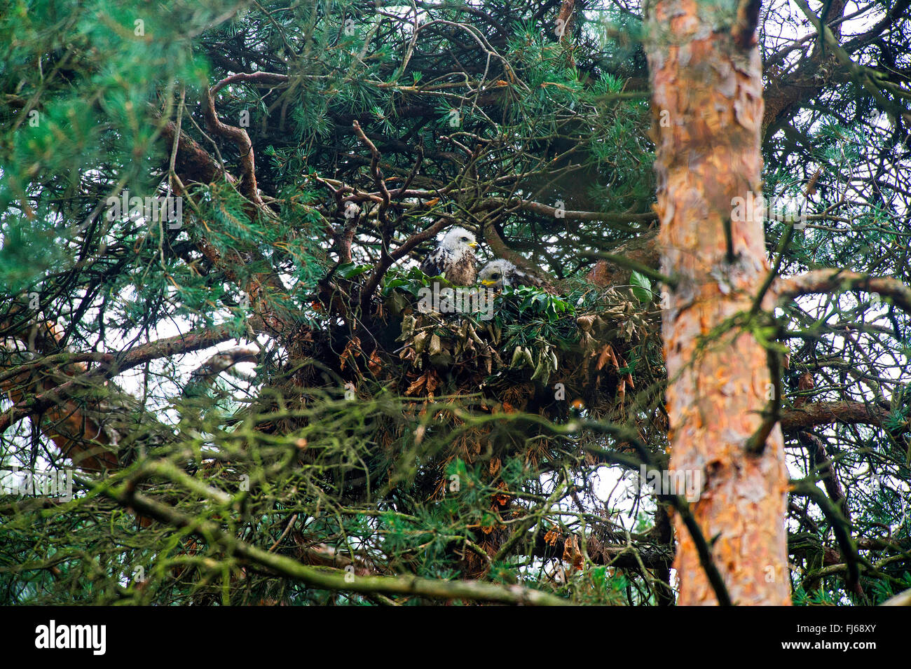 Buzzard with fledgling prey hi-res stock photography and images - Alamy