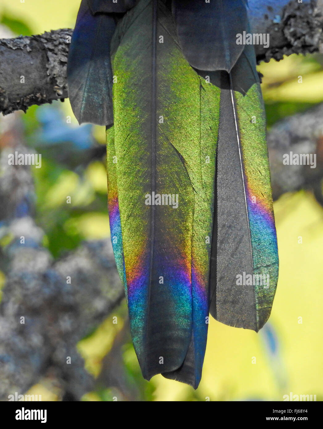 black-billed magpie (Pica pica), opalescent tail of a Magpie, Norway ...
