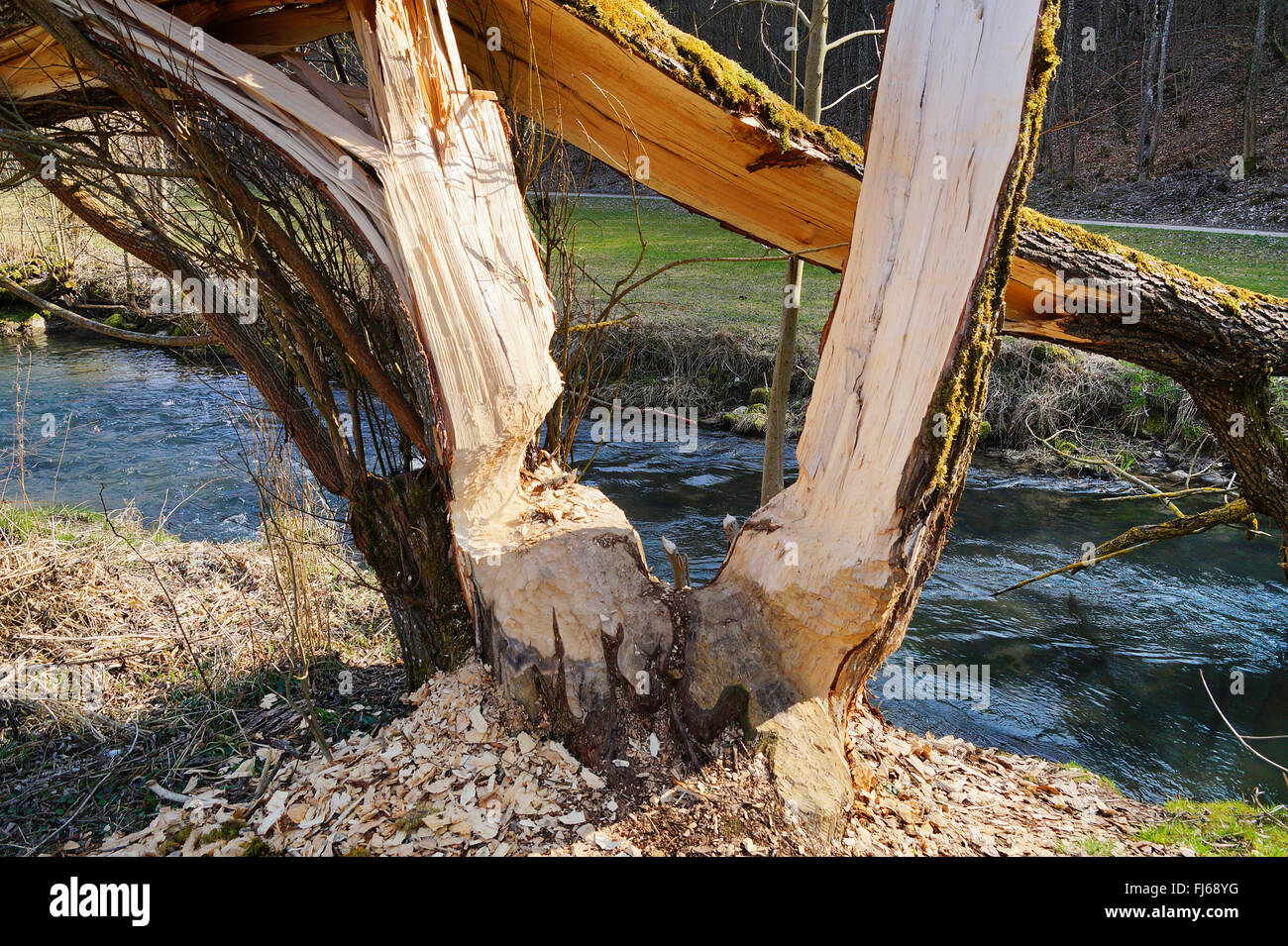 willow, osier (Salix spec.), beaver damage at the trunk of a willow ...
