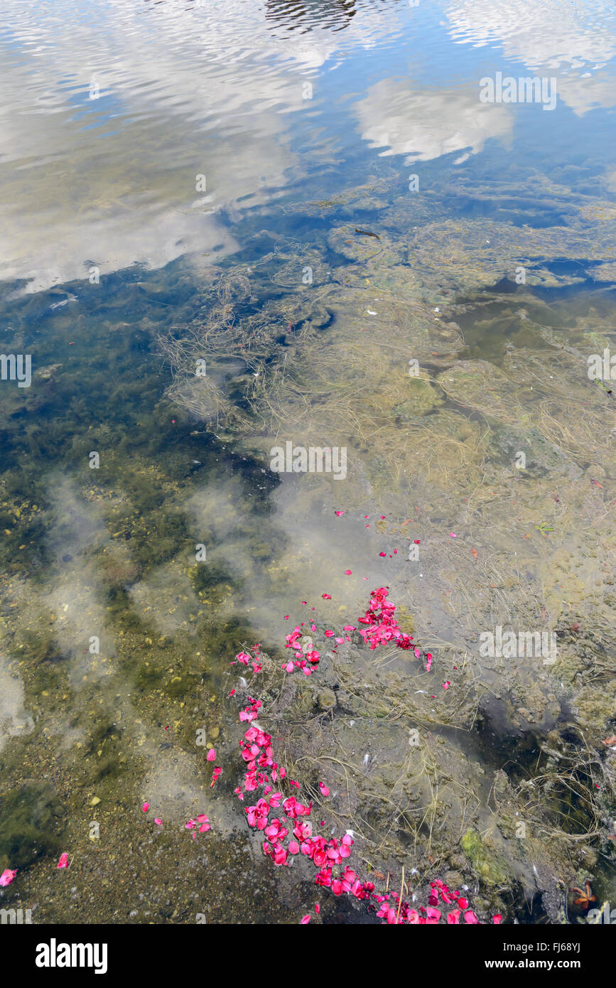 Flowers in the river Stock Photo - Alamy