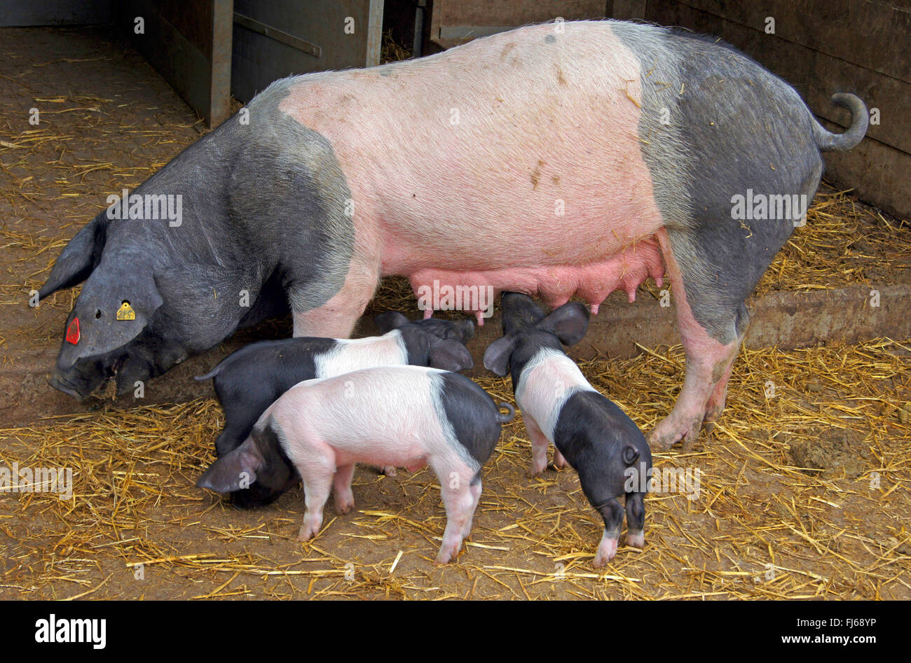 Swabian hall piglet hi-res stock photography and images - Alamy