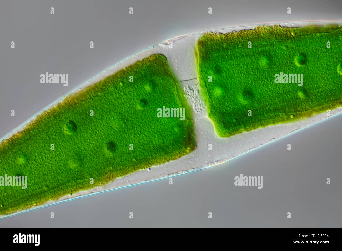 Pyrenoids hi-res stock photography and images - Alamy