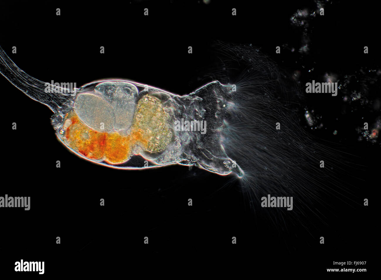 Rotifer collotheca spec hi-res stock photography and images - Alamy