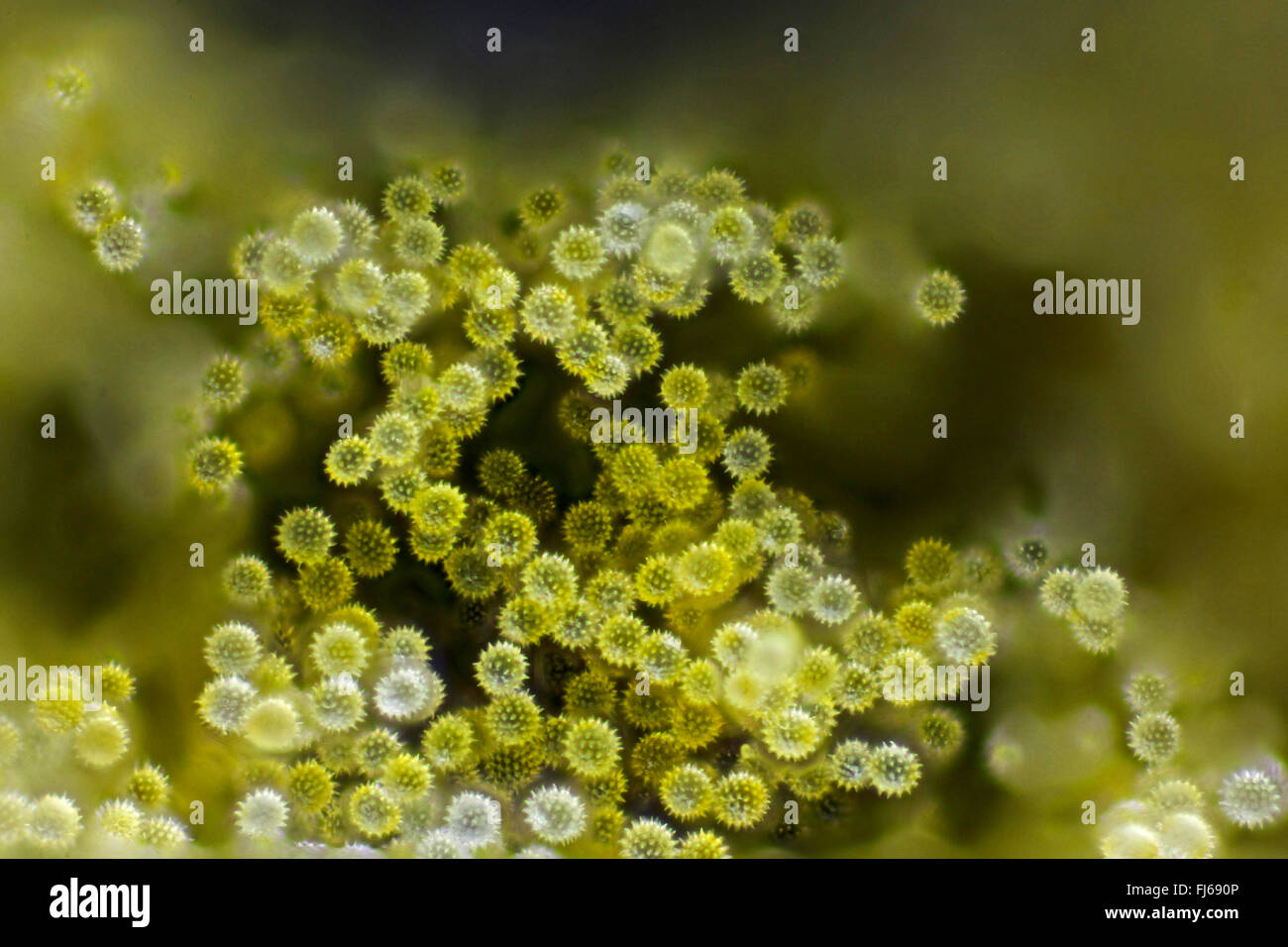 Morphology botany hi-res stock photography and images - Alamy