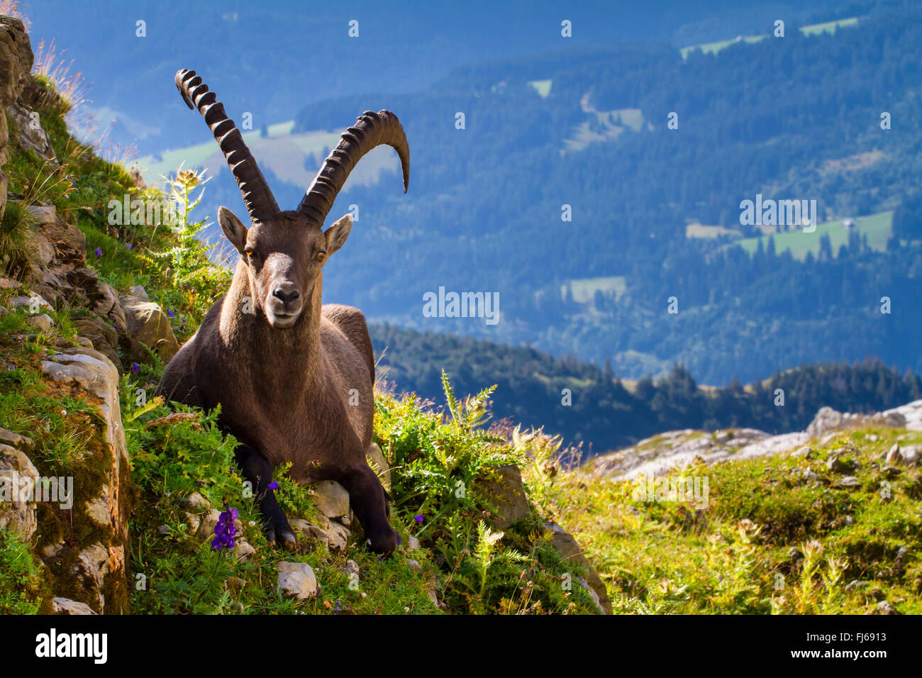 Alpine ibex (Capra ibex, Capra ibex ibex), rests on a slope ...