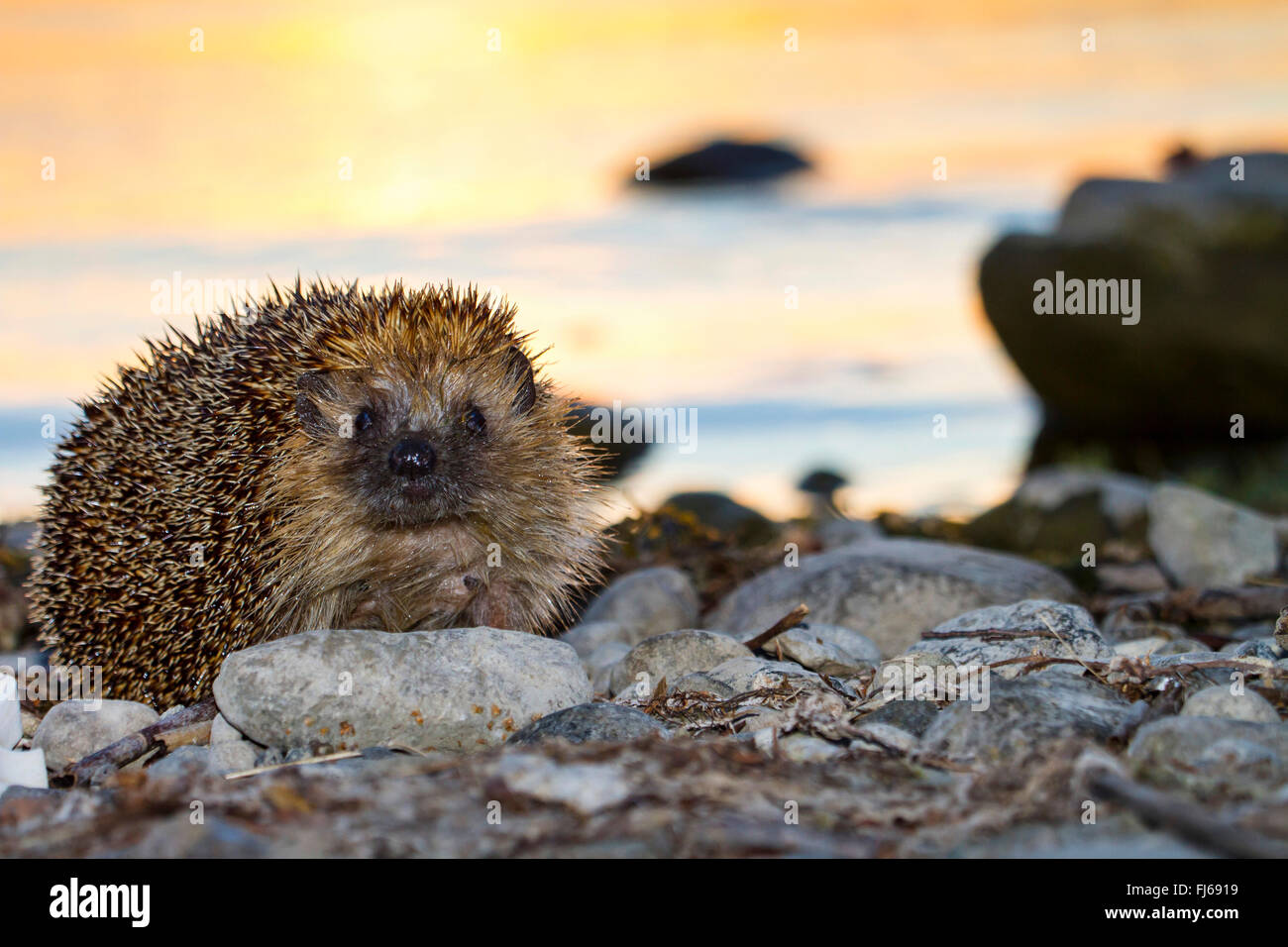 Western hedgehog, European hedgehog (Erinaceus europaeus), on shore at ...