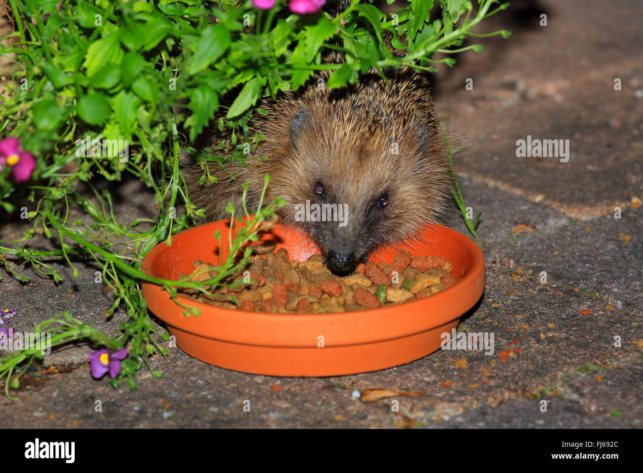 Hedgehogs Feeding High Resolution Stock Photography and Images - Alamy