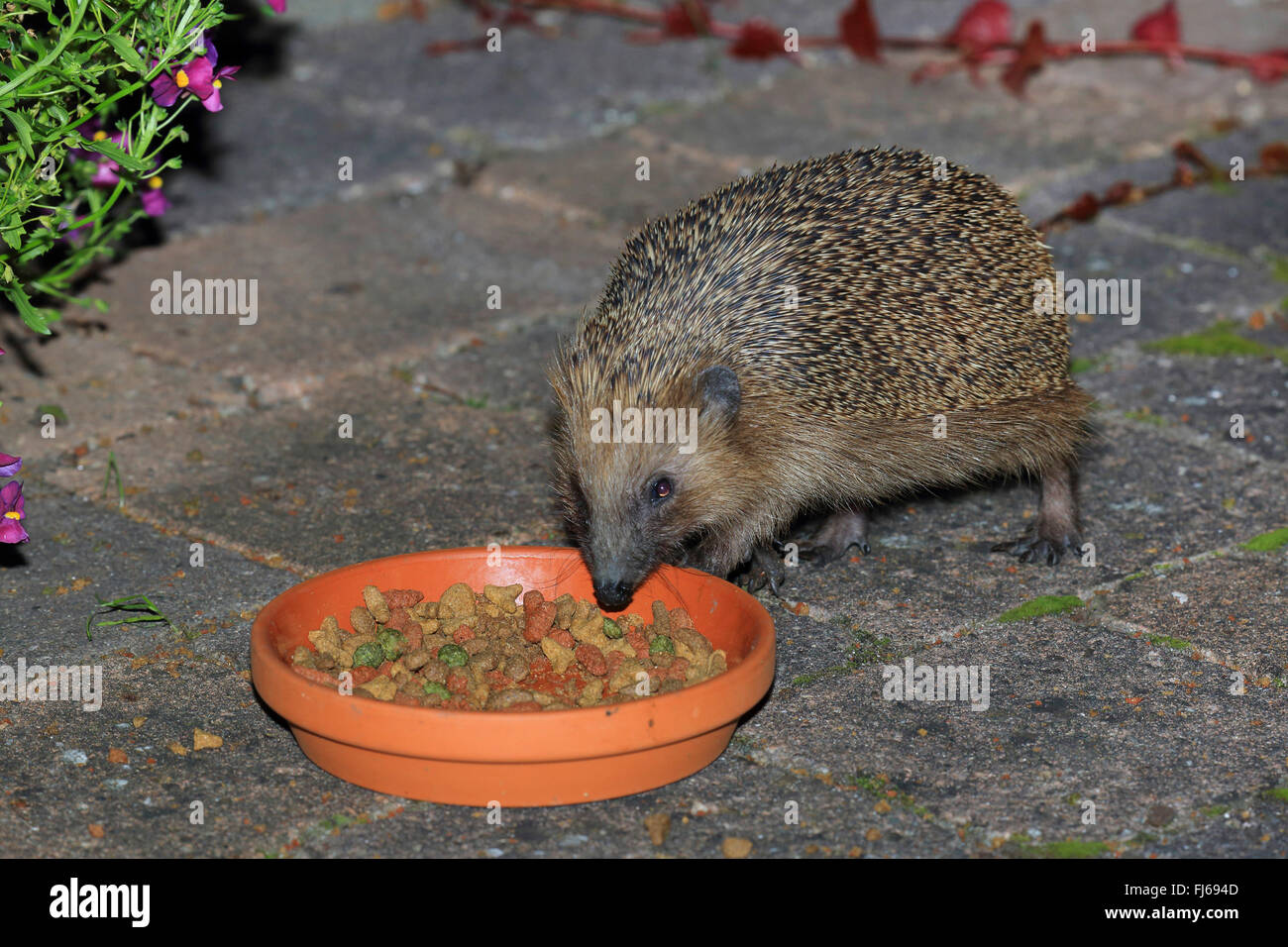 Western hedgehog, European hedgehog (Erinaceus europaeus), at feeding ...