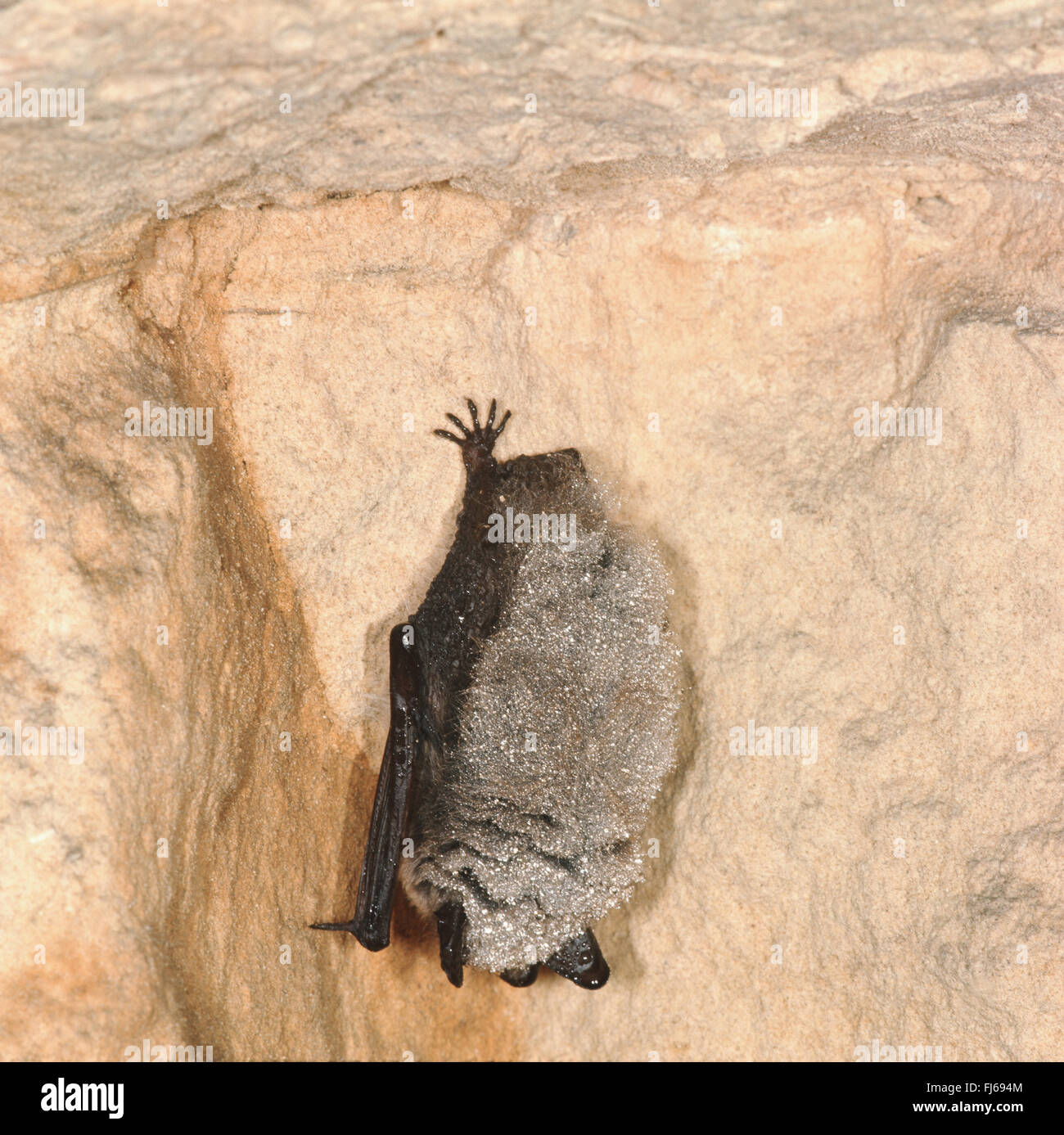 Little brown bat sleep hi-res stock photography and images - Alamy