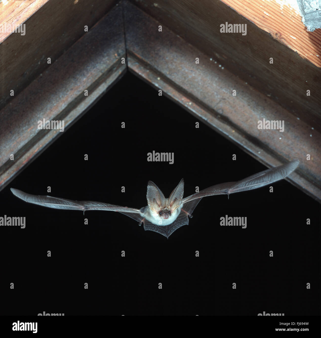 grey long-eared bat (Plecotus austriacus), approaching to attic of a ...