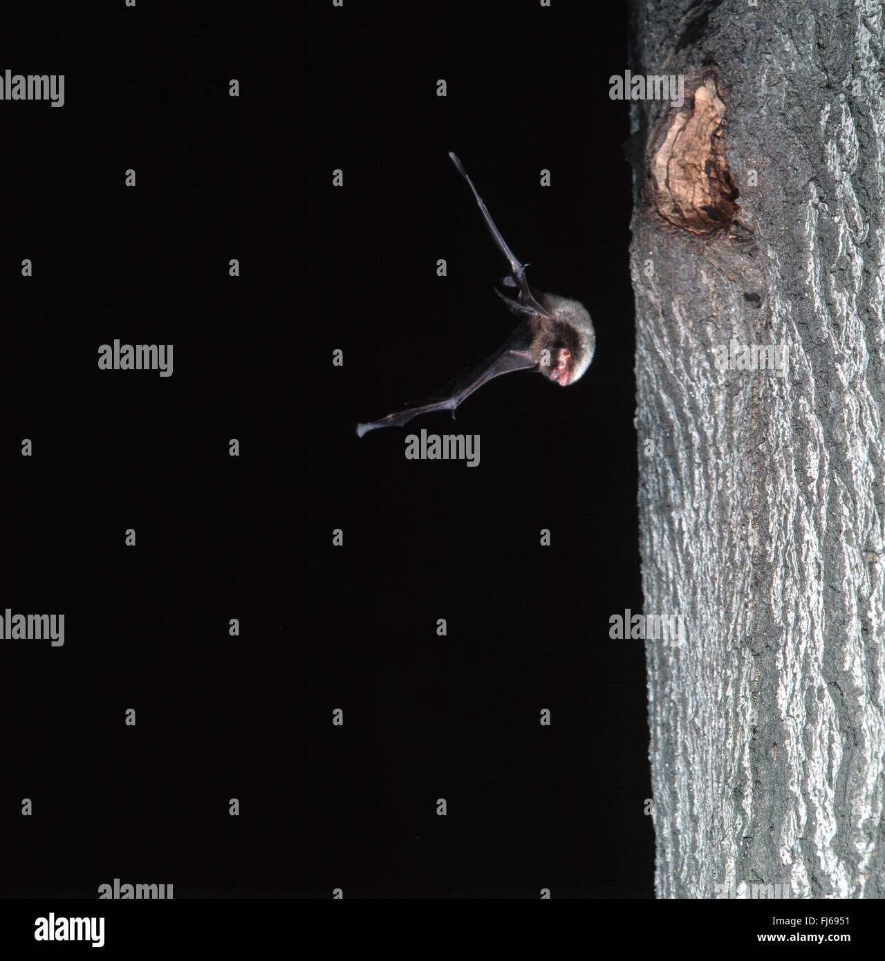 Myotis daubentoni hi-res stock photography and images - Alamy