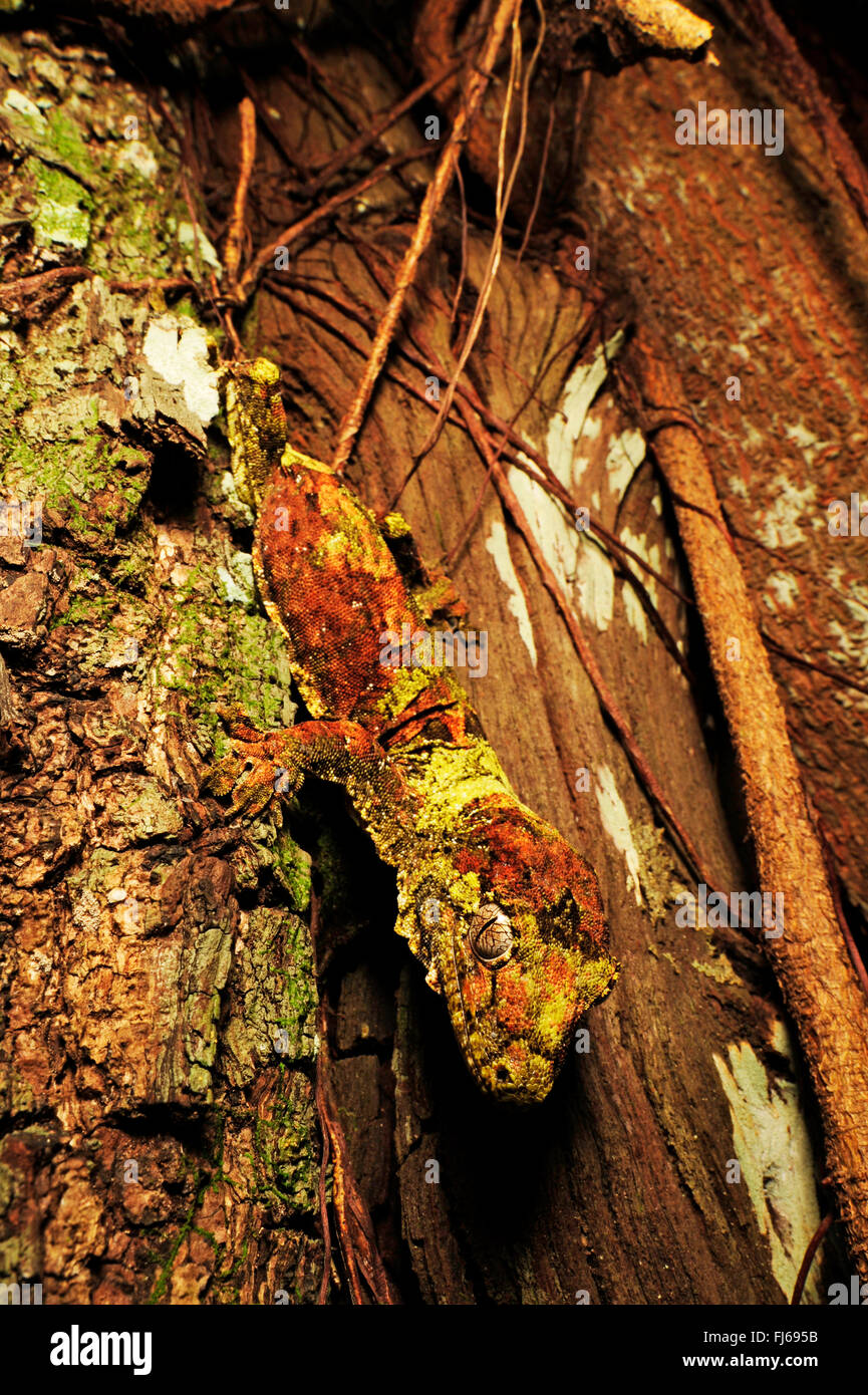 Bavay's Giant Gecko, mossy New Caledonian gecko, Short-snouted New ...