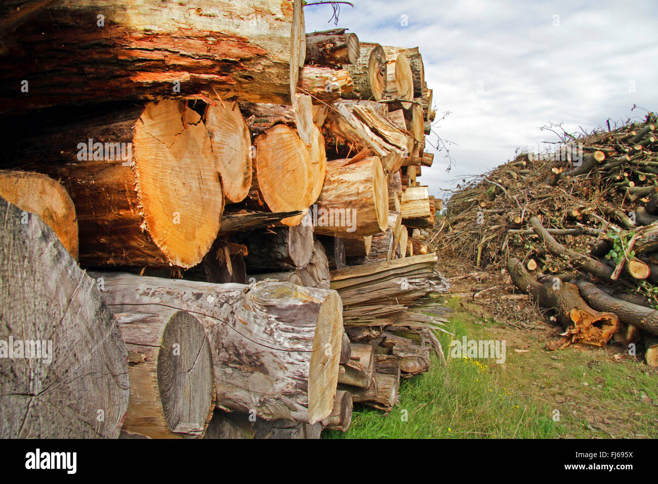Woodpile deforestation hi-res stock photography and images - Alamy