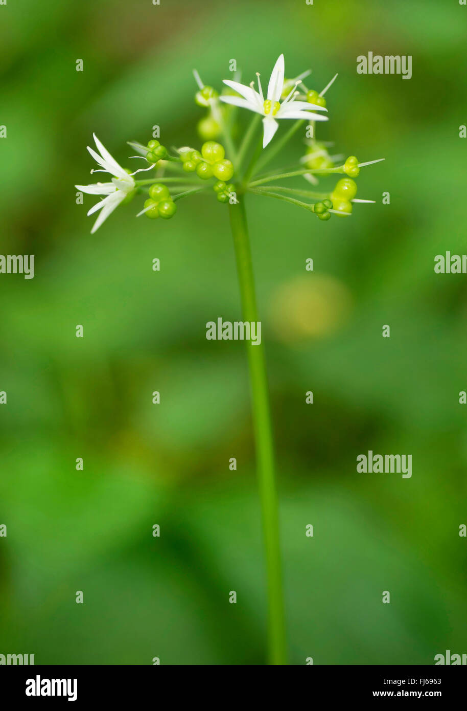ramsons, buckrams, wild garlic, broad-leaved garlic, wood garlic, bear ...