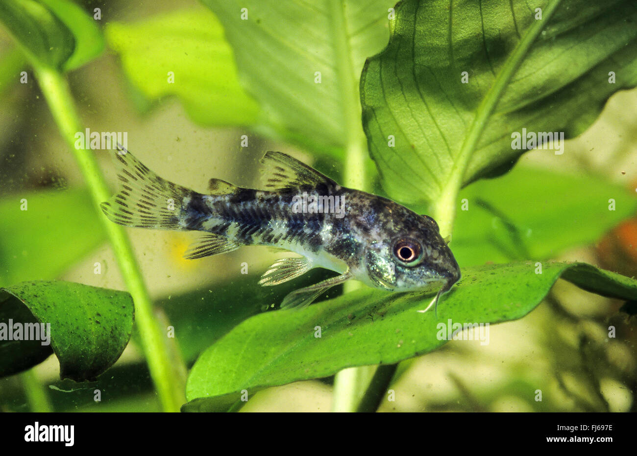 Blue leopard corydoras, Mottled corydoras, Peppered catfish (Corydoras ...