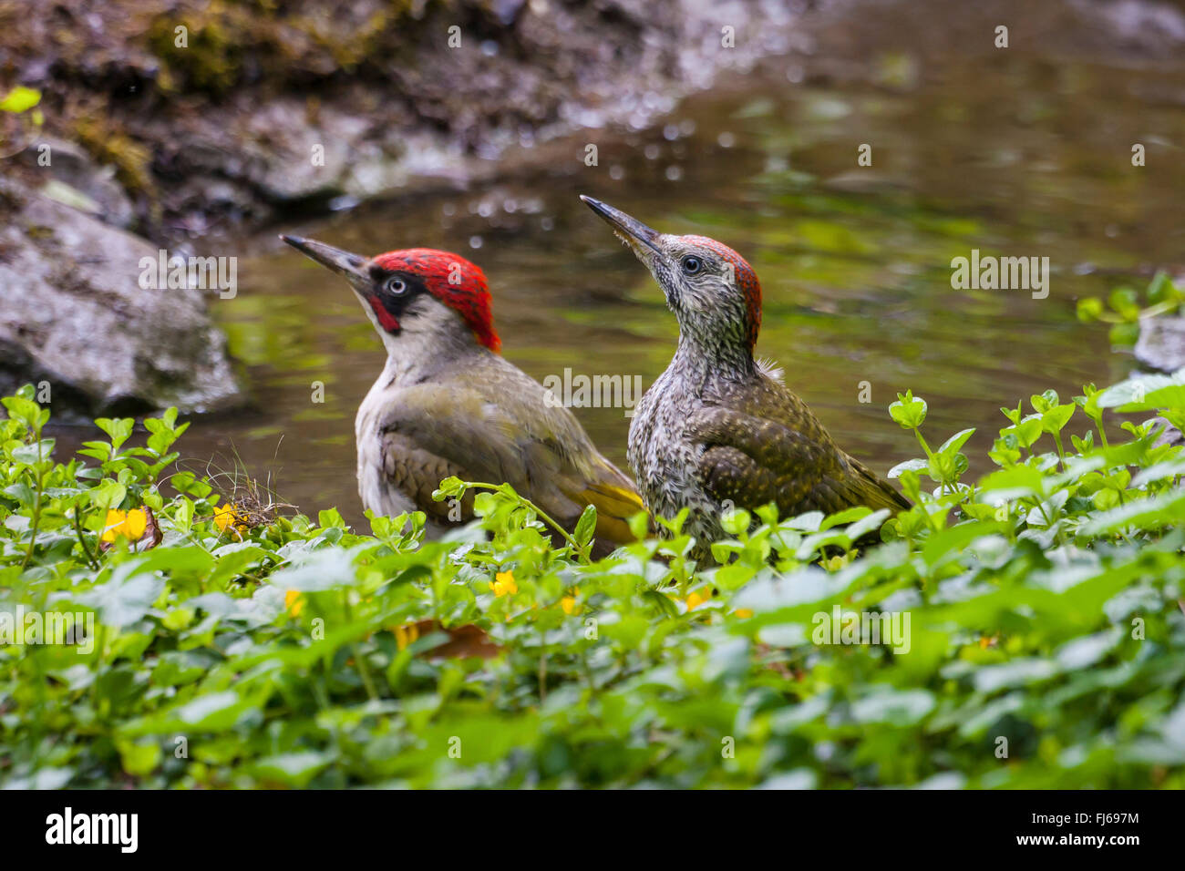 European green woodpecker picus viridis when bathing in water hi-res ...